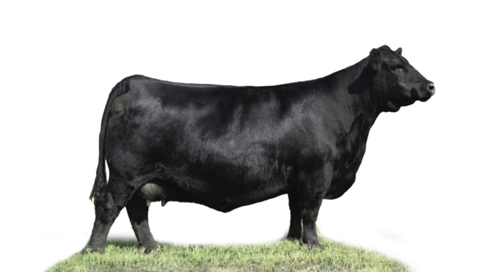 Historia de la raza angus – Ganadería Angus en México
