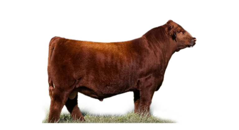 Historia de la raza angus – Ganadería Angus en México